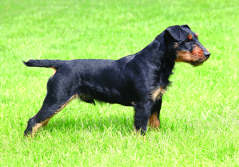 Browse all breeds