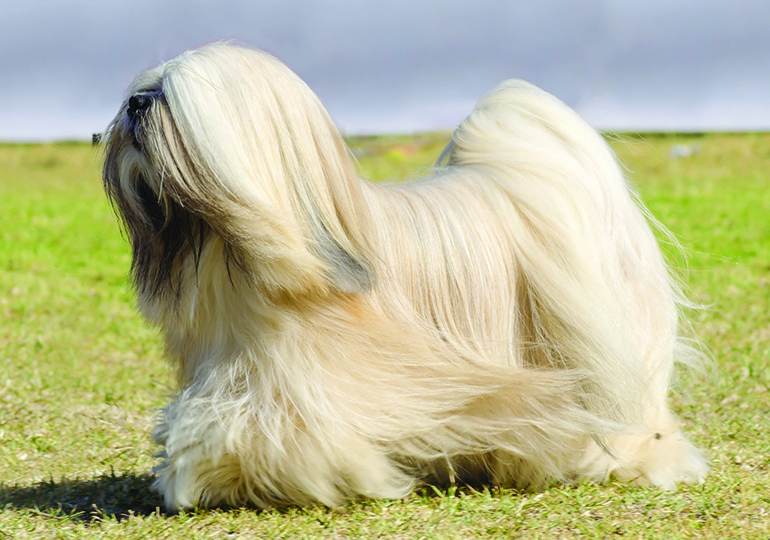 Lhasa Apso